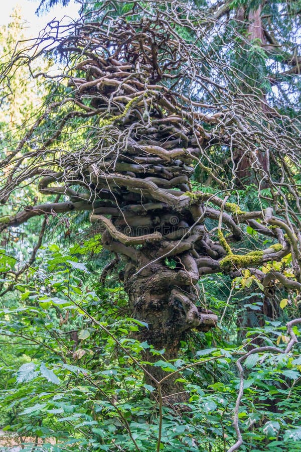 1,692 Gnarly Tree Photos - Free & Royalty-Free Stock Photos from Dreamstime