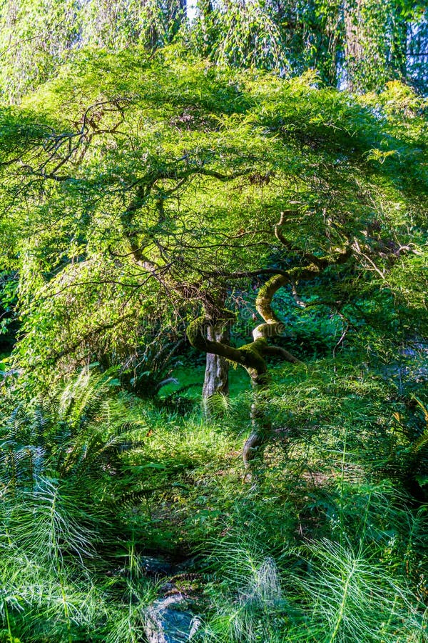 Seattle Arboretum Japanese Maple 6 Stock Photo - Image of foliage ...