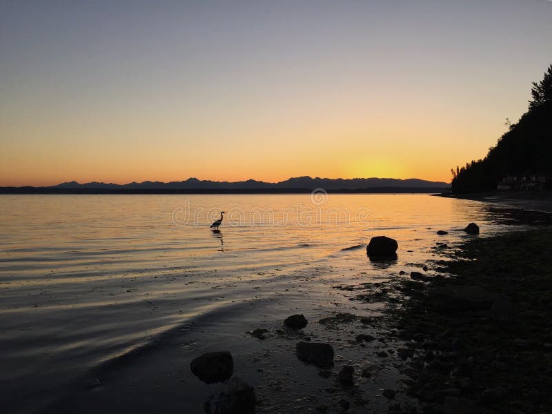 Seattle stock image. Image of evening, tide, beautiful - 71296137