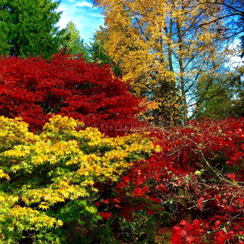 Seattle fall colors stock image. Image of seattle, fall - 73820623