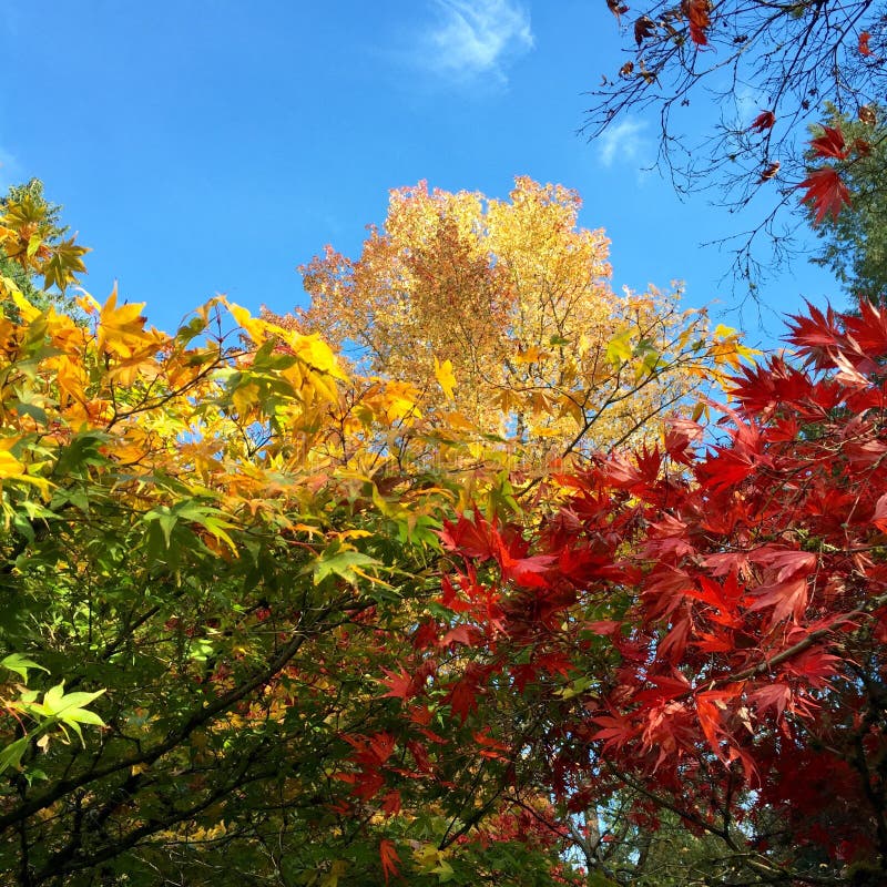 Seattle fall colors stock photo. Image of tree, garden - 73820782