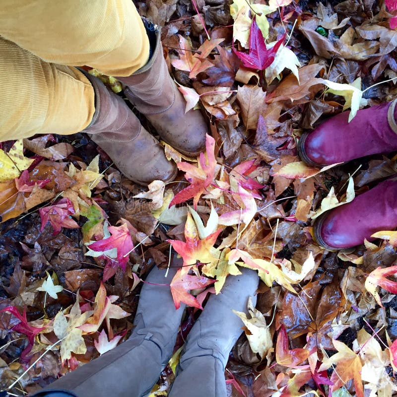 Seattle fall colors stock image. Image of seattle, fall - 73820623