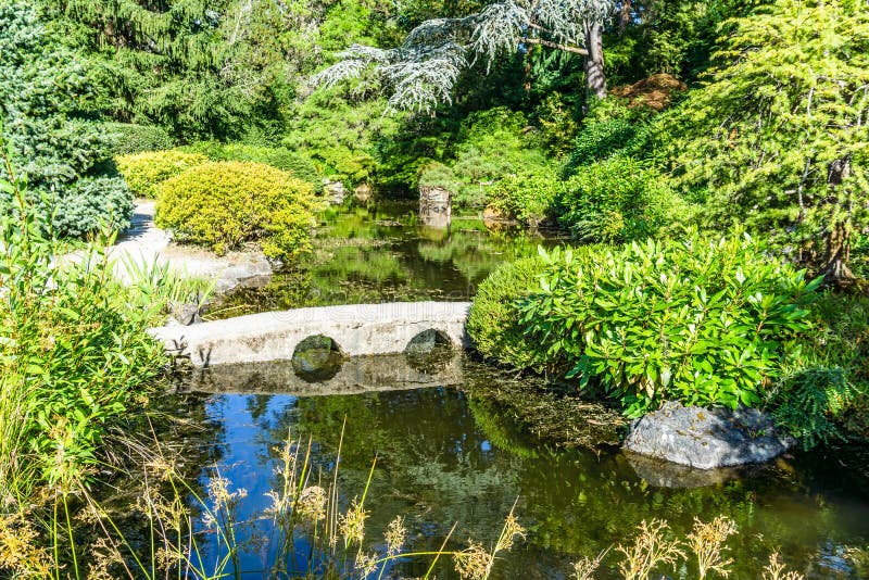 Seattle Garden Pond_Reflection 3 Stock Photo - Image of tress ...