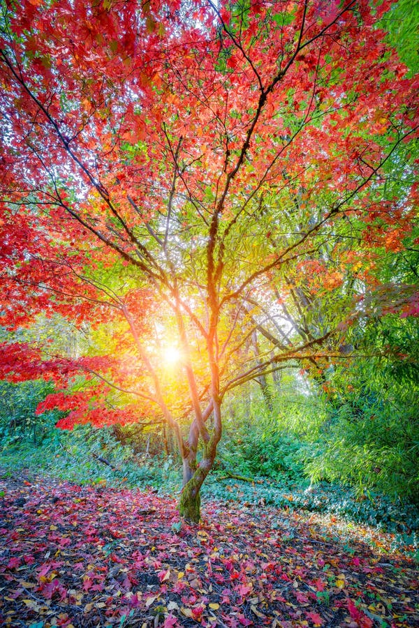 Seattle Japanese Garden, Maple Tree Stock Image - Image of maple ...