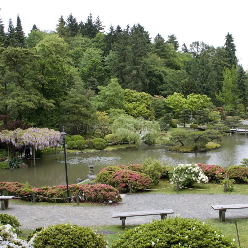 Seattle Japanese Garden stock image. Image of japanese - 31480113