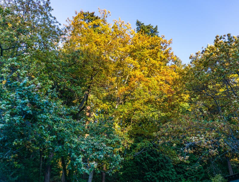 Seattle Park Autumn Trees 2 Stock Image - Image of park, colorful ...