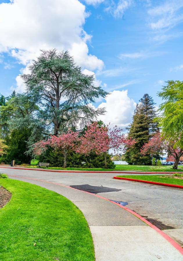 Seattle Park Cherry Trees stock image. Image of blossoms - 276512877