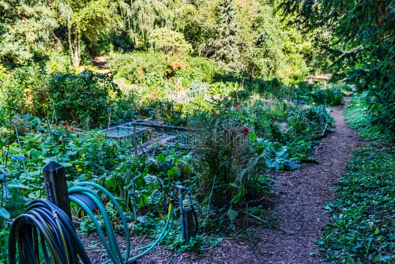 Seattle Pea Patch Garden 3 stock photo. Image of outdoors - 257158508