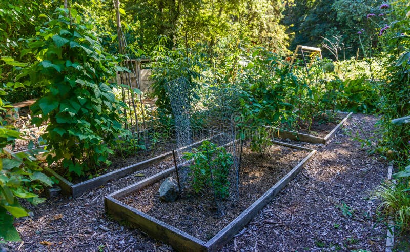 Seattle Pea Patch Garden 10 Stock Photo - Image of plants, community ...
