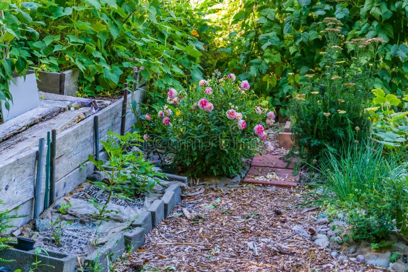 Seattle Pea Patch Garden 5 stock image. Image of plants - 257599397
