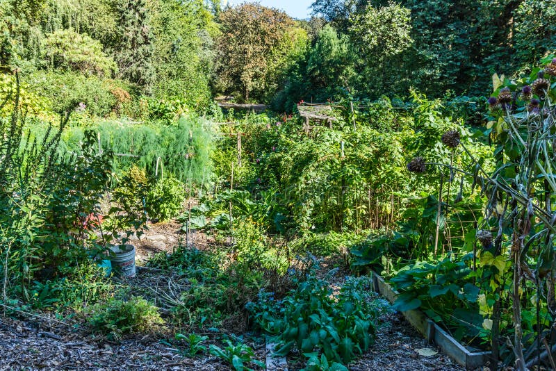 Seattle Pea Patch Garden stock photo. Image of nature - 258056372