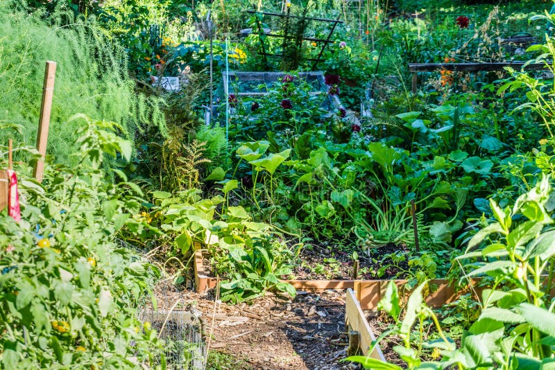 Seattle Pea Patch Garden 2 stock photo. Image of washington - 258273428