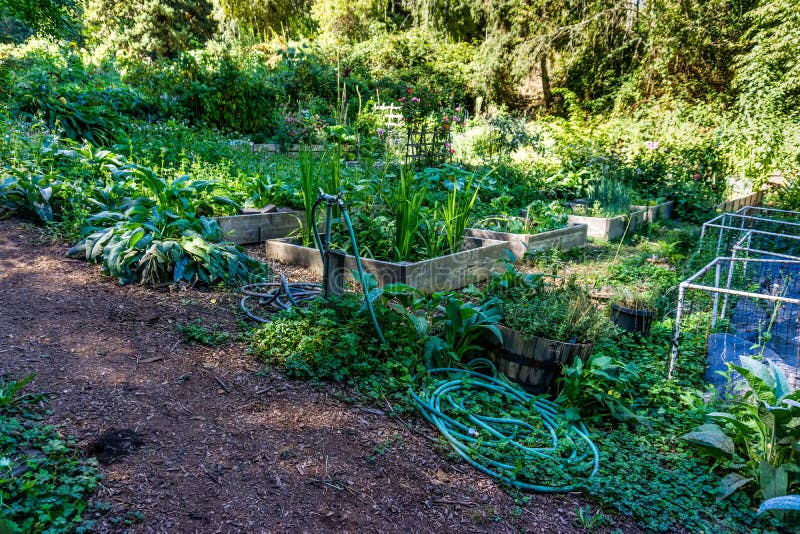 Seattle Pea Patch 2 stock image. Image of expansive - 256707297
