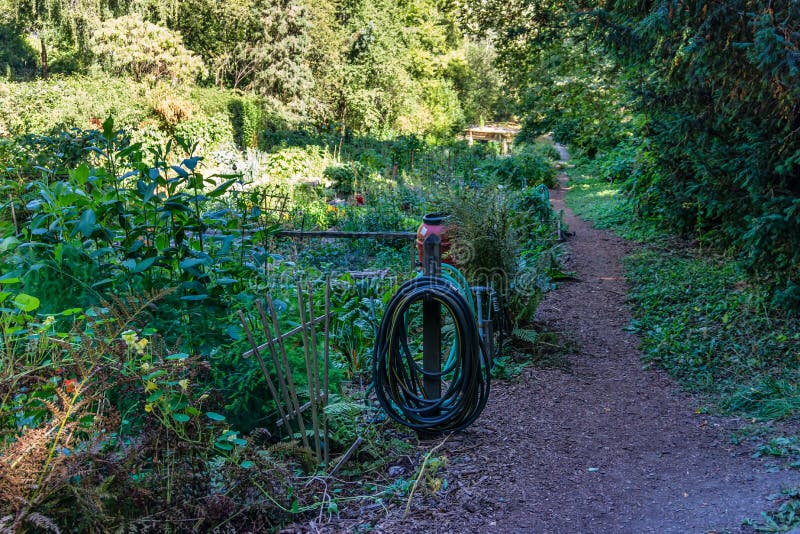 Seattle Pea Patch 9 stock image. Image of plants, patch - 257459117