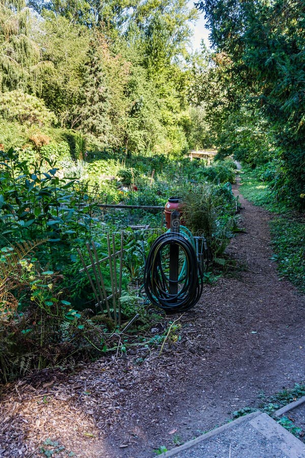 Seattle Pea Patch 10 stock photo. Image of flowers, community - 257720758
