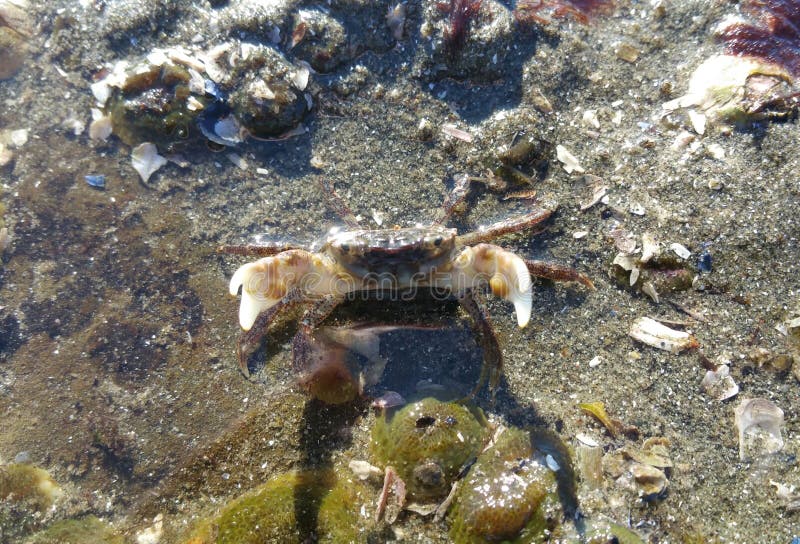 Seattle Rock Crab Stock Photos - Free & Royalty-Free Stock Photos from ...