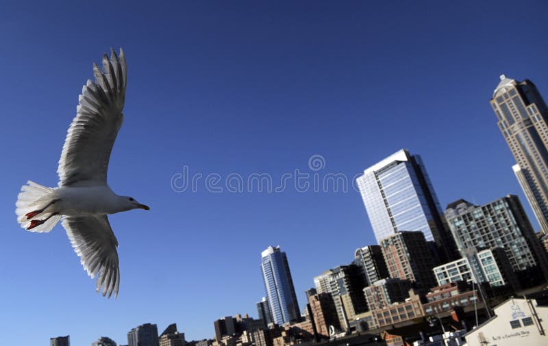 Seattle Seagull stock photo. Image of skyline, cascade - 18194386