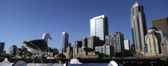 Seattle Seagull stock image. Image of skyline, mountains - 18194387