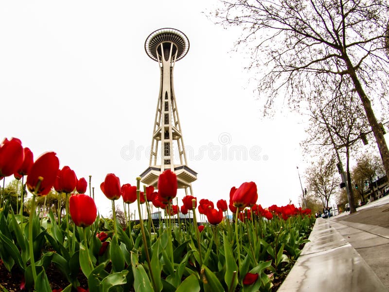 Seattle Space Needle with Tulips Editorial Stock Photo - Image of ...