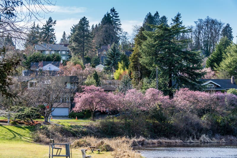 Seattle Spring Trees stock image. Image of washington - 143832869