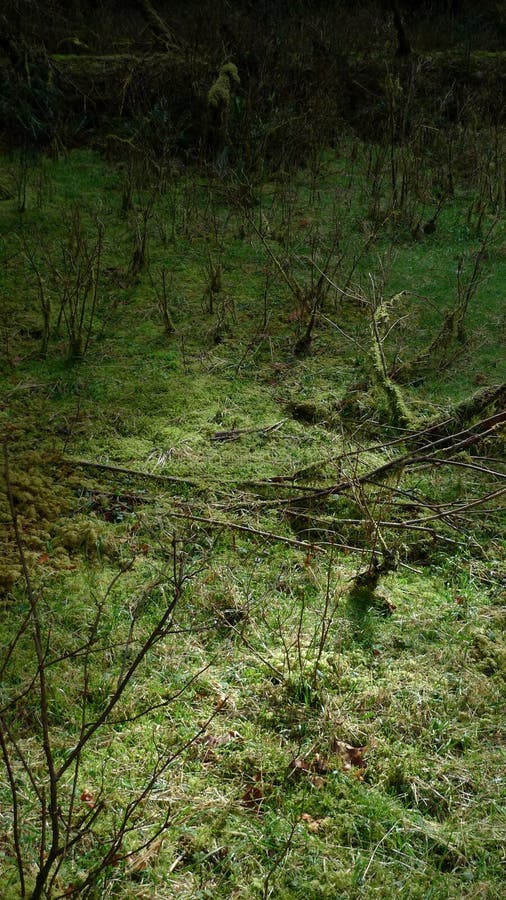 Seattle Temperate Rain Forest Stock Image - Image of wallpaper ...