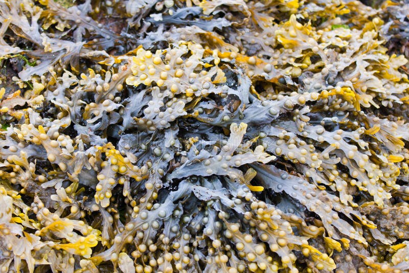 Bladderwrack Seaweed stock photo. Image of algae, zone - 4364746