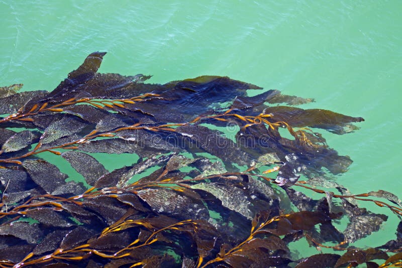 Aquarium with Fish and Seaweed Stock Image - Image of recreational ...