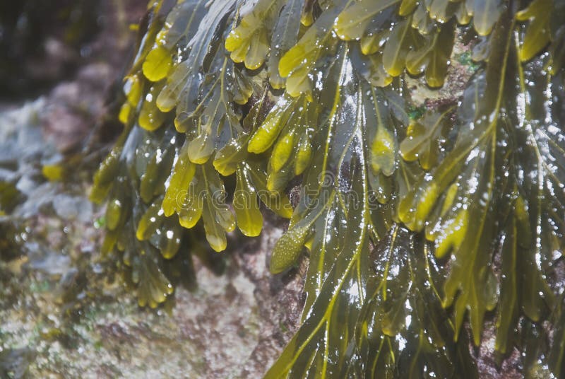 Seaweed stock photo. Image of beautiful, outdoor, shoreline - 29072488