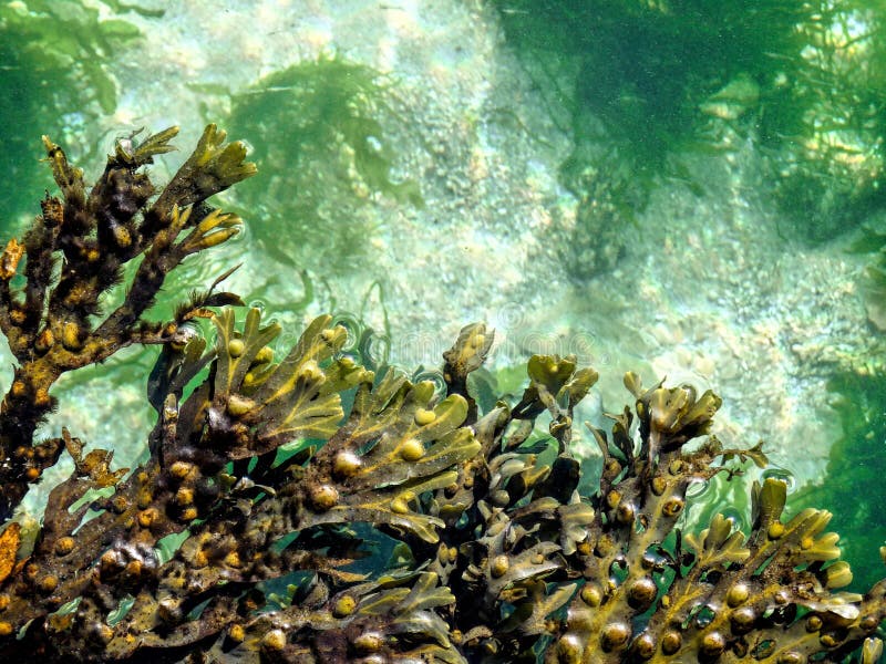 Two Types of Seaweed. it is Rich in Vitamins and Minerals. Stock Photo ...