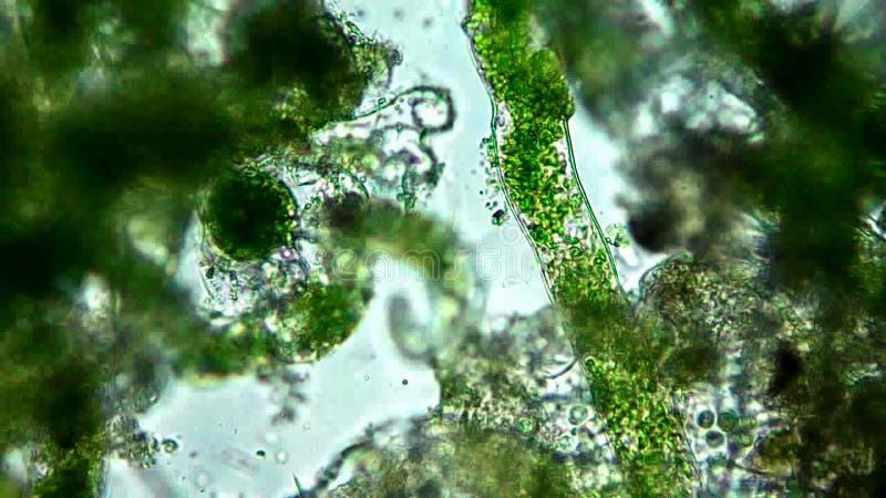 Laminaria Under Microscope