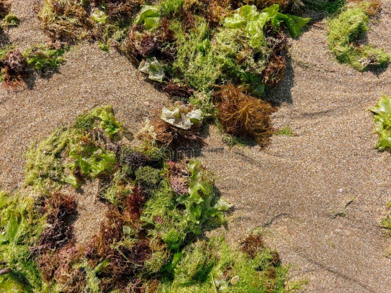 Seaweed and Algae Cover a Sandy Beach, Creating a Vibrant, Textured ...