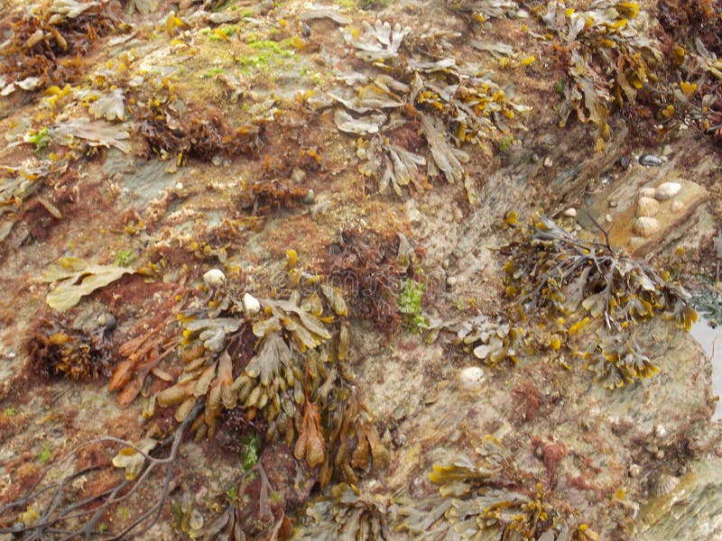 246 Seaweed Barnacles Rocks Stock Photos - Free & Royalty-Free Stock ...