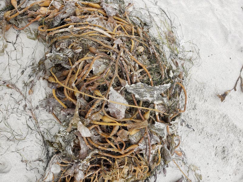 Seaweed stock photo. Image of leaf, trunk, beach, insect - 192927028