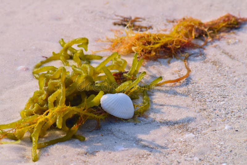 Seaweed on the beach stock photo. Image of environment - 70901676