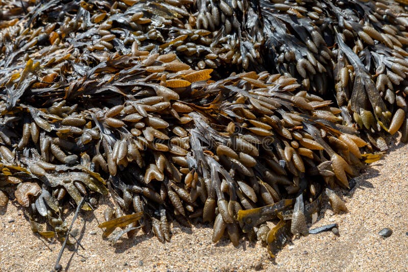 Seaweed on the Beach at Llandudo North Wales Stock Photo - Image of ...