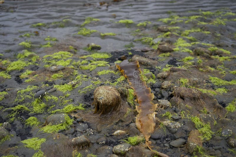 Seaweed on the Beach stock photo. Image of pools, water - 75438500