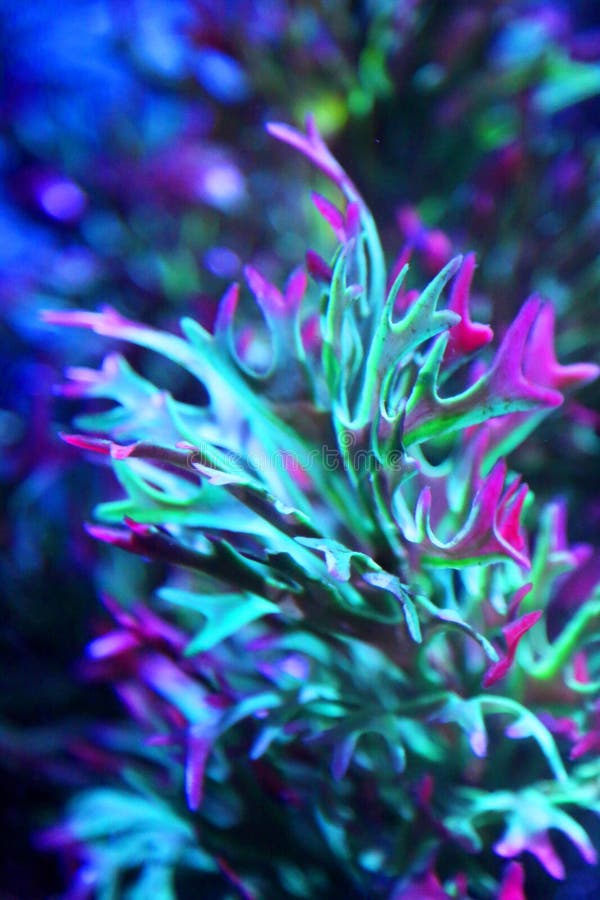 Seaweed kelp stock image. Image of close, shine, algae - 19228637