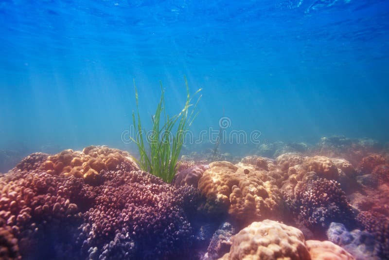 Seaweed on coral bottom stock photo. Image of environment - 26681908