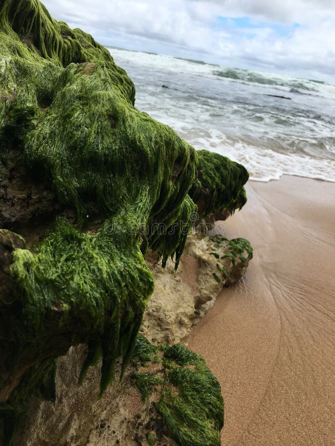 Seaweed covered rock stock photo. Image of clouds, drip - 83584954