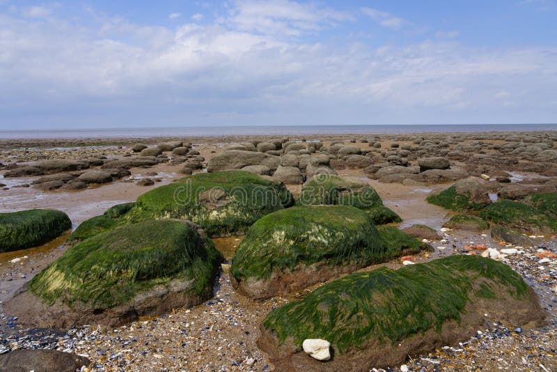 Seaweed Covered Rocks on Hunstanton Beach Stock Image - Image of frame ...