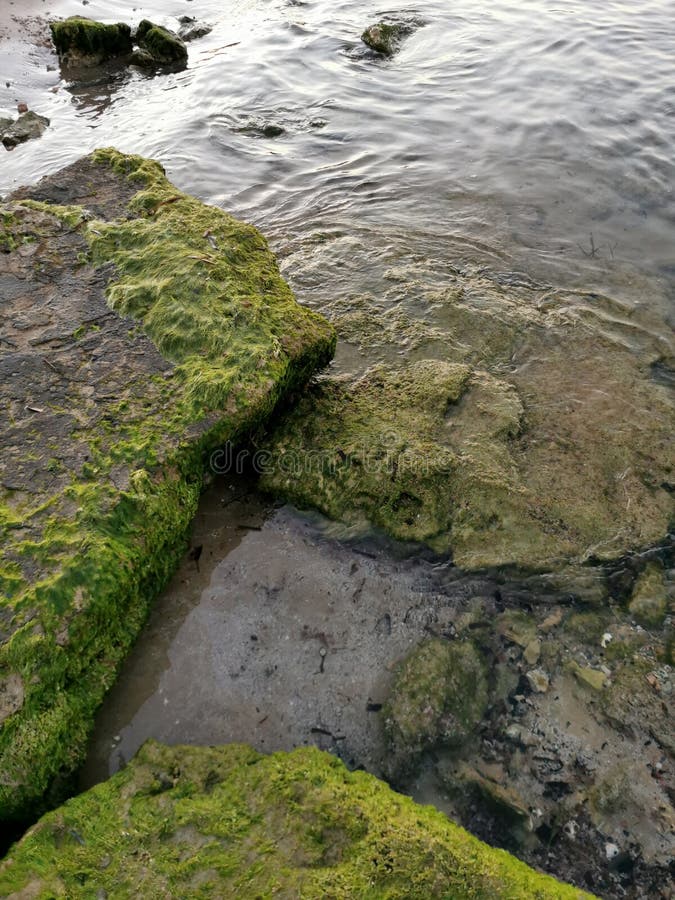 Seaweed Covered Rocks on the Shoreline Stock Image - Image of shoreline ...