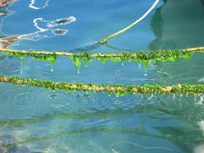 Seaweed-covered ropes stock image. Image of holding, mooring - 623299