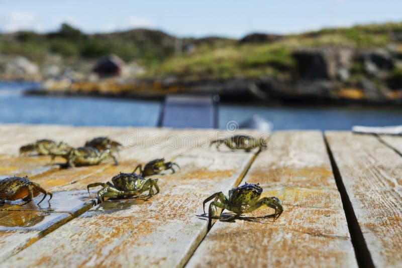 8 Seaweed Crabs on the Bridge. Stock Image - Image of seafood, crab ...