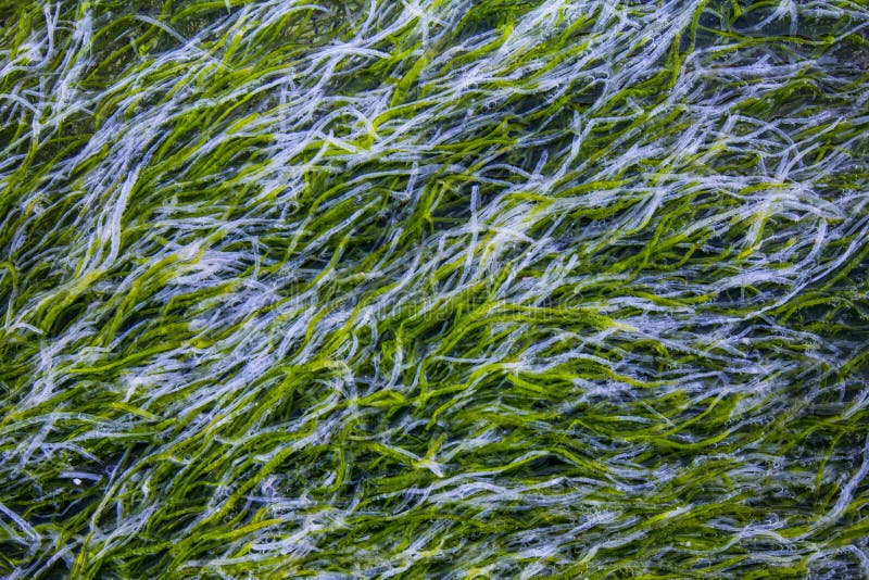 Seaweed 1 stock image. Image of vegetable, macro, closeup - 26213999
