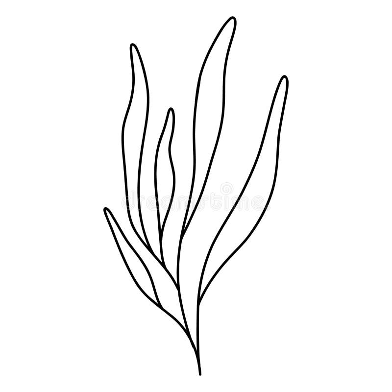 Seaweed in Doodle Style. Linear Underwater Plant. Vector Illustration Stock Vector ...