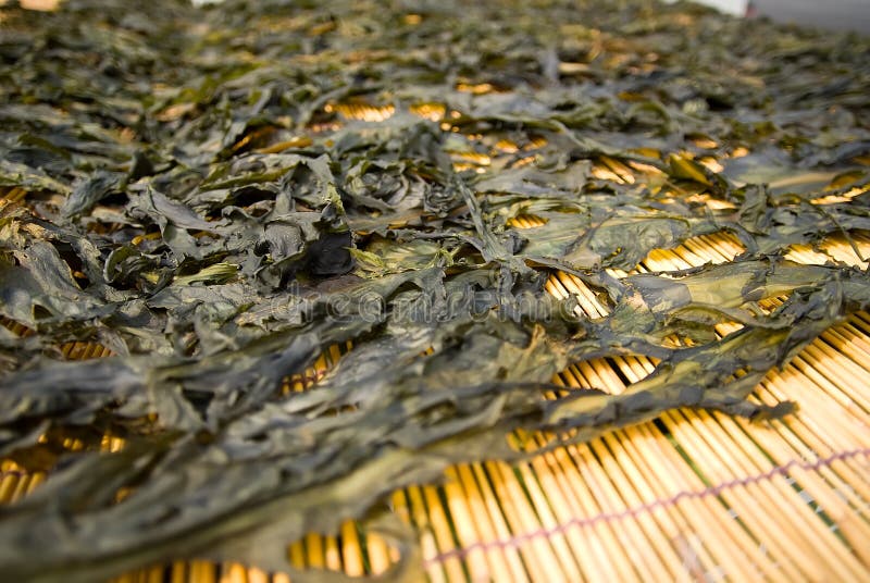 Seaweed drying on bamboo stock image. Image of algae - 25095629