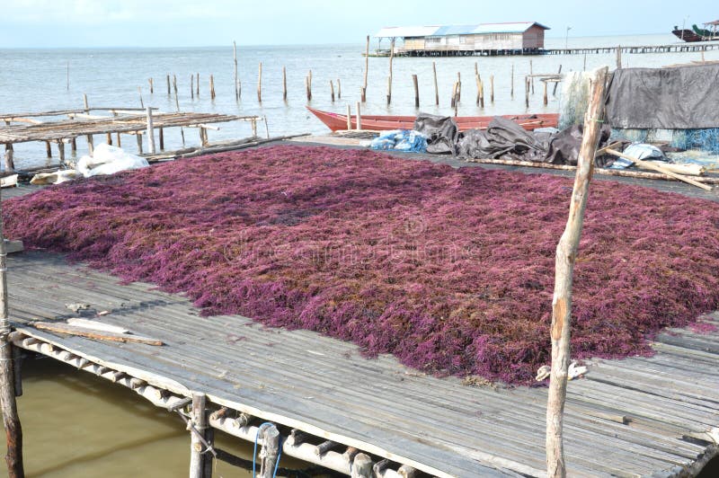 Seaweed stock photo. Image of flora, diet, meal, oriental - 52074984