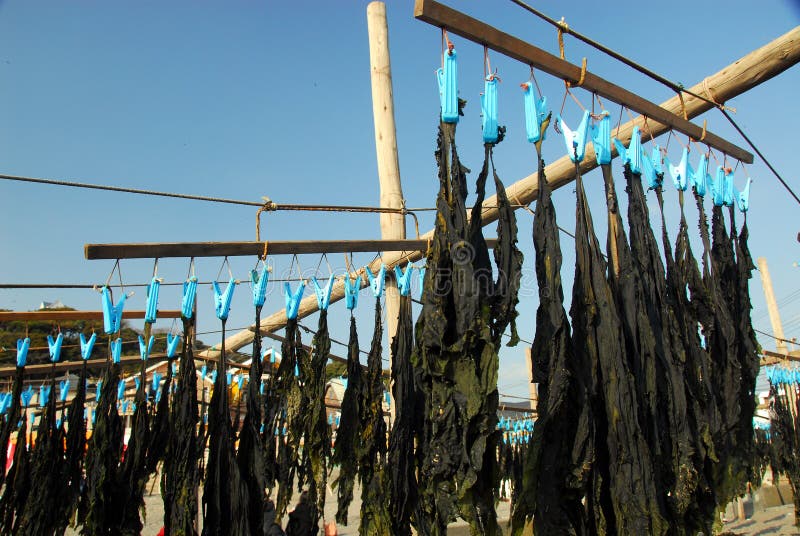 Seaweed drying in the sun stock image. Image of line - 39641835