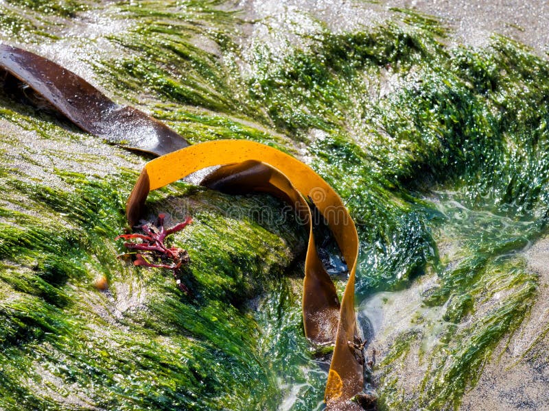 Seaweed and Tide-pools East Beach Lyme Regis May 2021 Stock Image ...