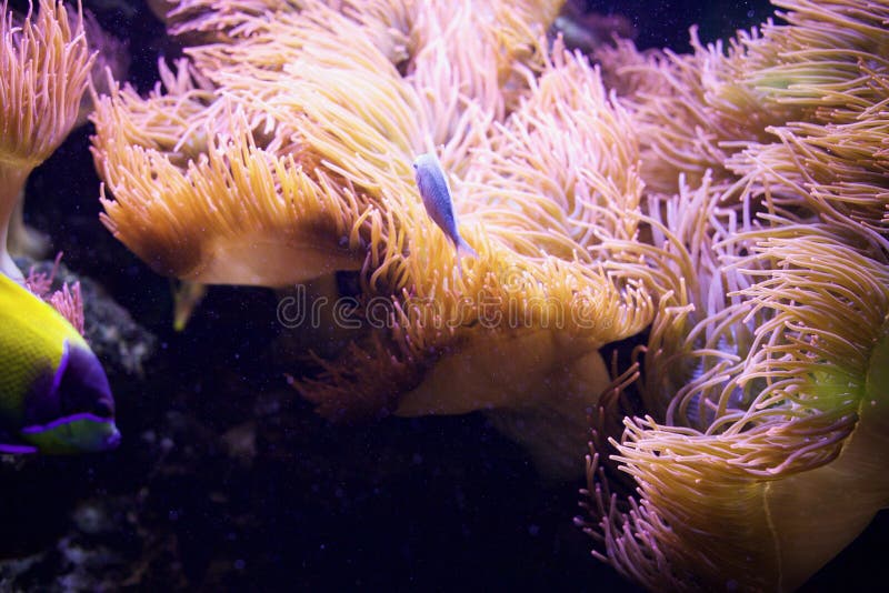 Seaweed and fish stock image. Image of summer, flower - 158317359